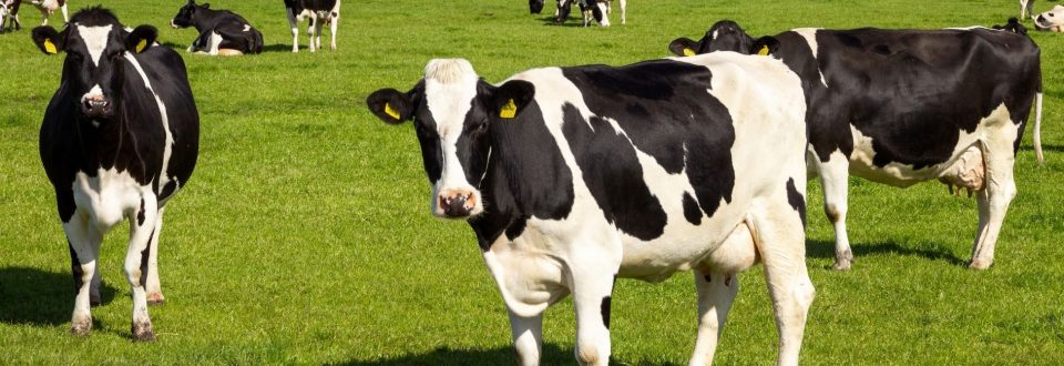 Palmetto AgriBusiness Council – Influential voice for agribusiness in ...